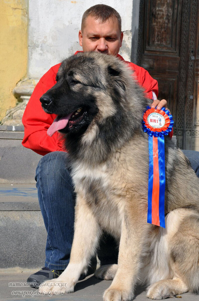 Evcil hayvan yetiştiricileri Pitomnik kavkazskikh ovcharok Bas-ko-chi, Volgogradskaya oblastı, foto