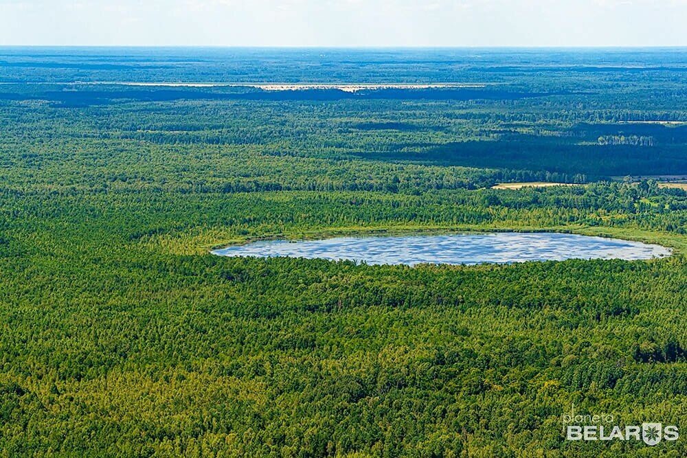 Parklar ve ormanlar Республиканский биологический заказник Лунинский, Brestskaya oblastı, foto