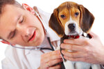 Clinica Veterinaria Associata dei Dottori Pieragostini & Petroni (Marche, Ancona, Via Aristide Merloni, 26), veteriner klinikleri  Marche'den