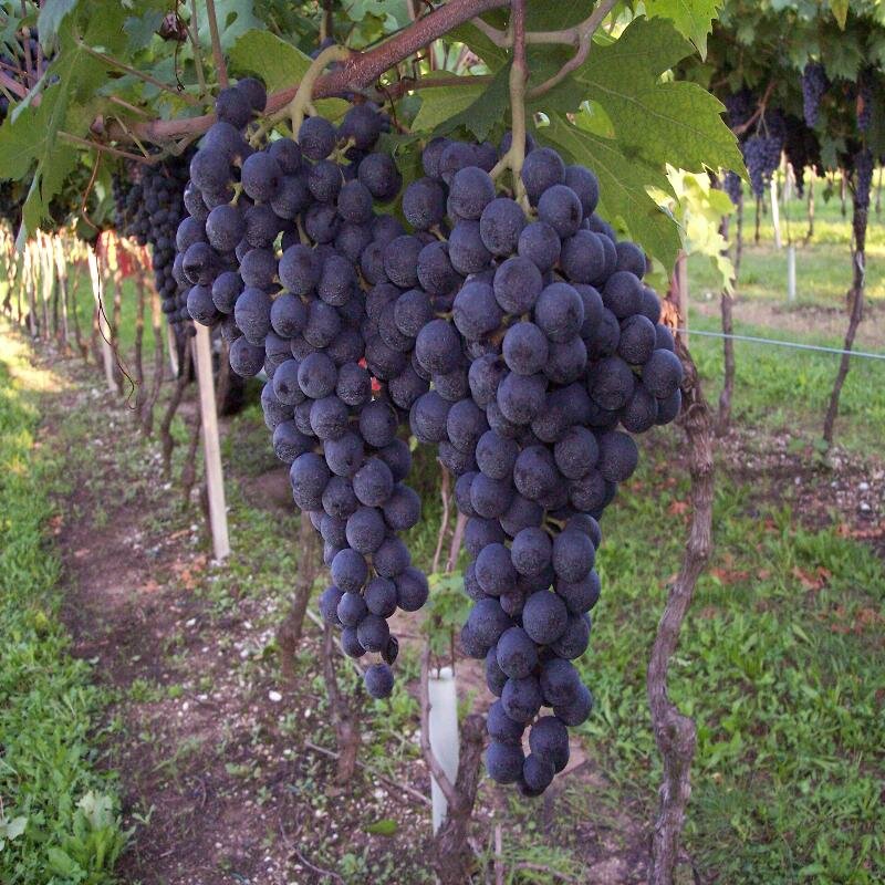 Çiçek teslimatı Societa' Agricola Spiazzi, Dünya, foto