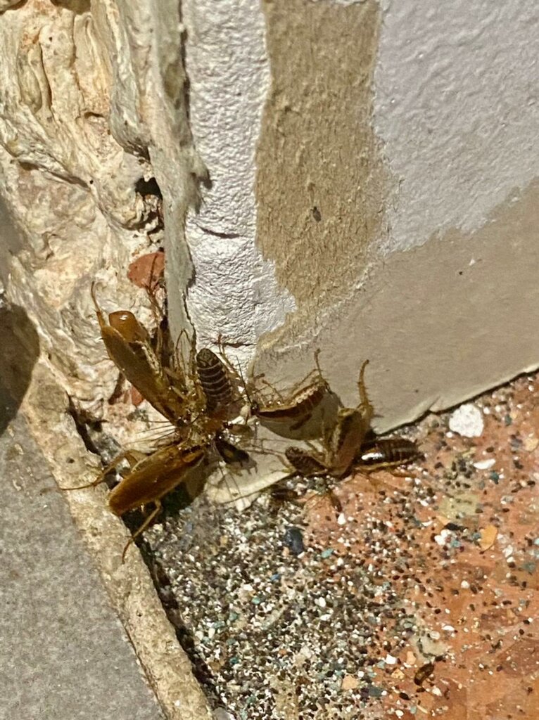 Haşere ilaçlama firmaları Apicontrol, Katalonya, foto