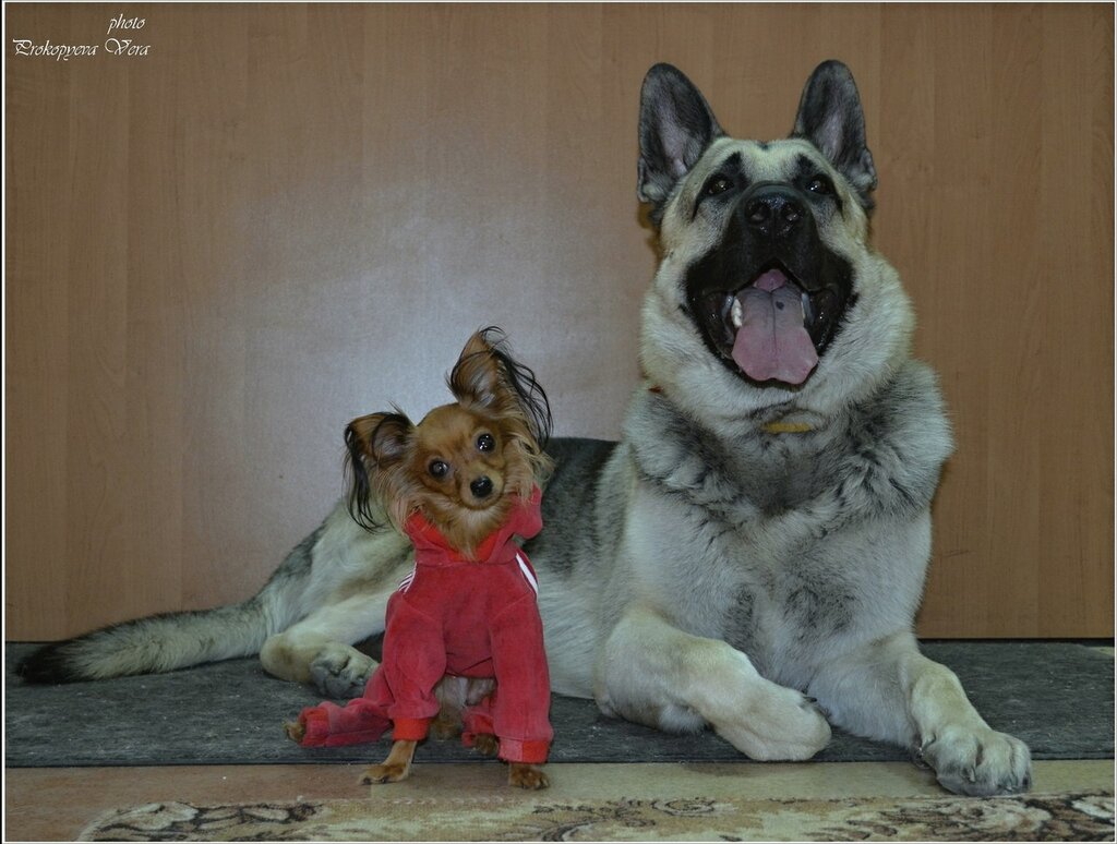 Hayvanat bahçesi merkezi Alter Ego, Tomsk, foto