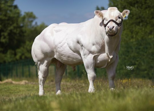 Hayvancılık COgenetic Ar-Ge Hayvancılık, Çorlu, foto