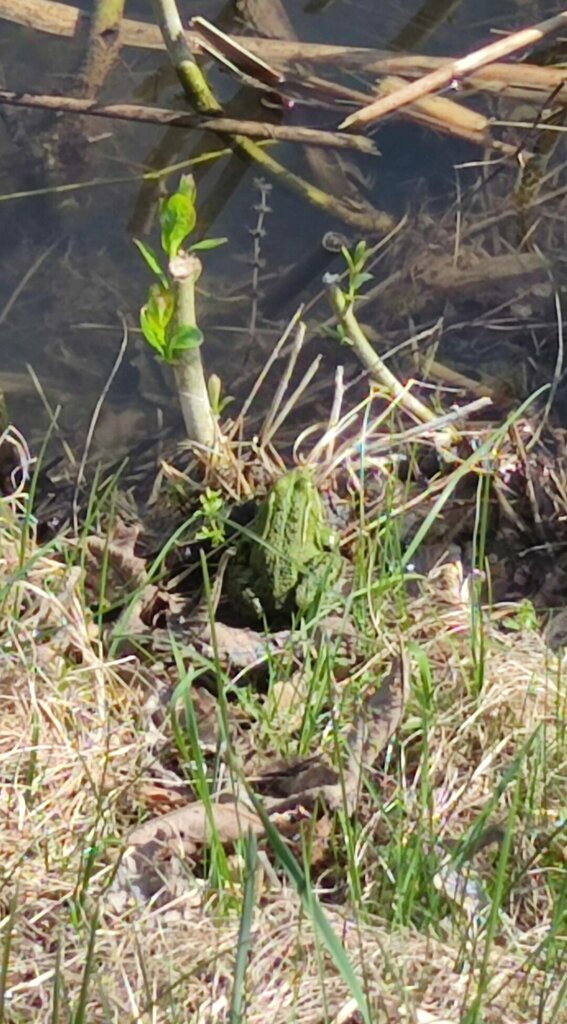 Orman işleri Nesvizhskoye Lesnichestvo GLKhU Kletsky leskhoz, Nesvizh, foto