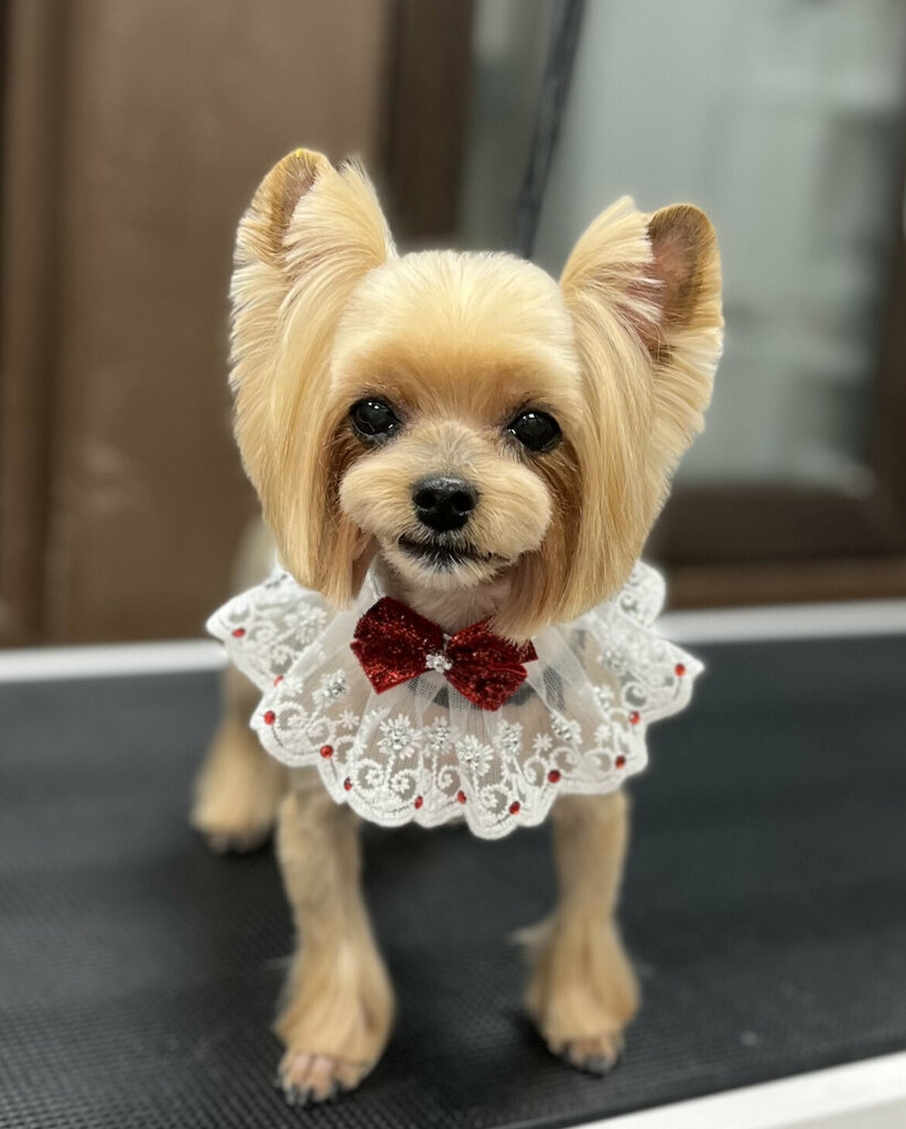 Evcil hayvan kuaförleri Чистый хвостик, Perm, foto