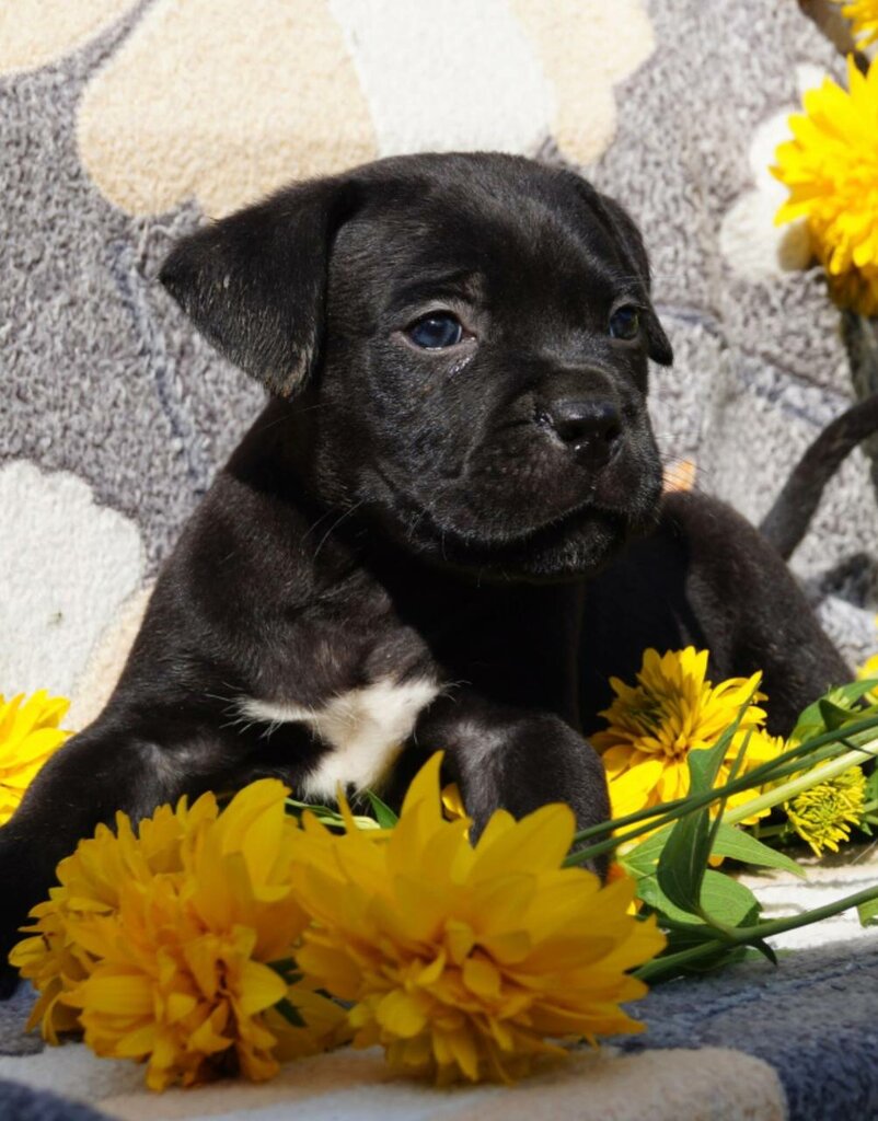 Evcil hayvan yetiştiricileri Cattery Puppies Cane Corso, Moskova, foto