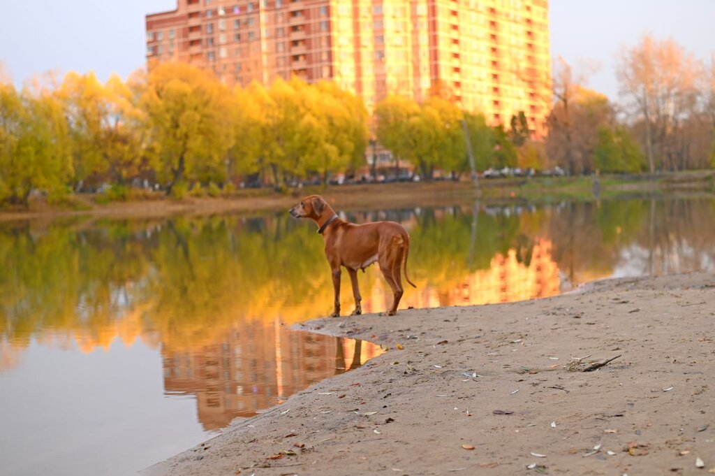 Evcil hayvan yetiştiricileri Moyo Savannah, Moskova ve Moskovskaya oblastı, foto