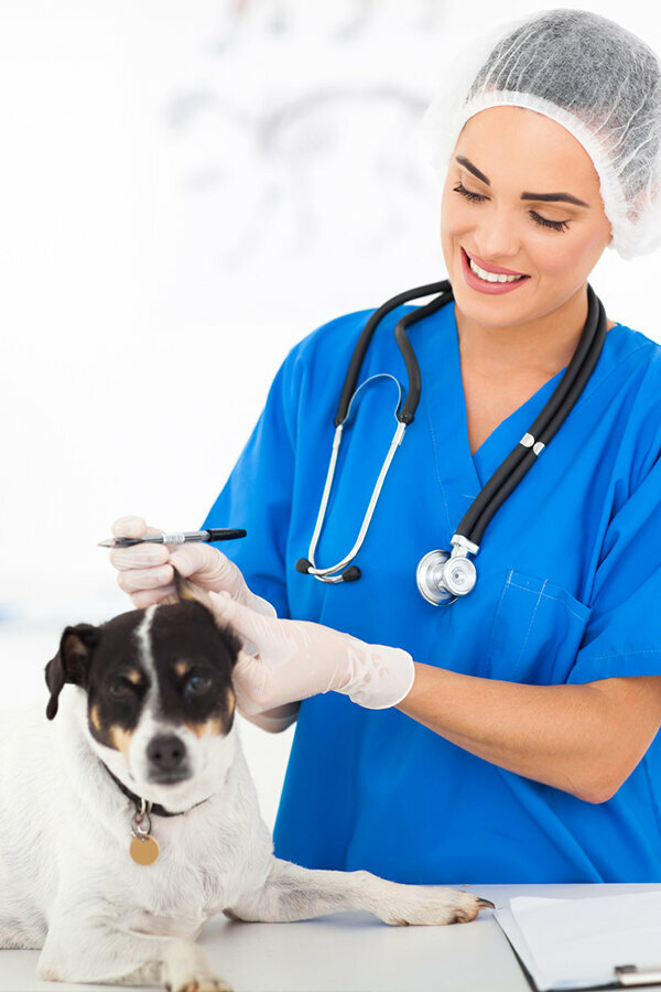 Hayvanlar için cenaze hizmetleri Gerda, Moskova, foto