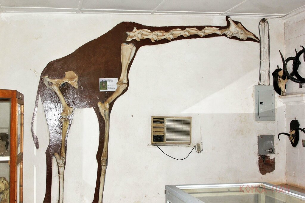 Müzeler ve sanat galerileri متحف السودان للتاريخ الطبيعي, Hartum, foto