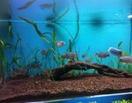 Akvaryum Pro (Isparta, Isparta Merkez, 118. Cad., 18), petshop  Isparta'dan