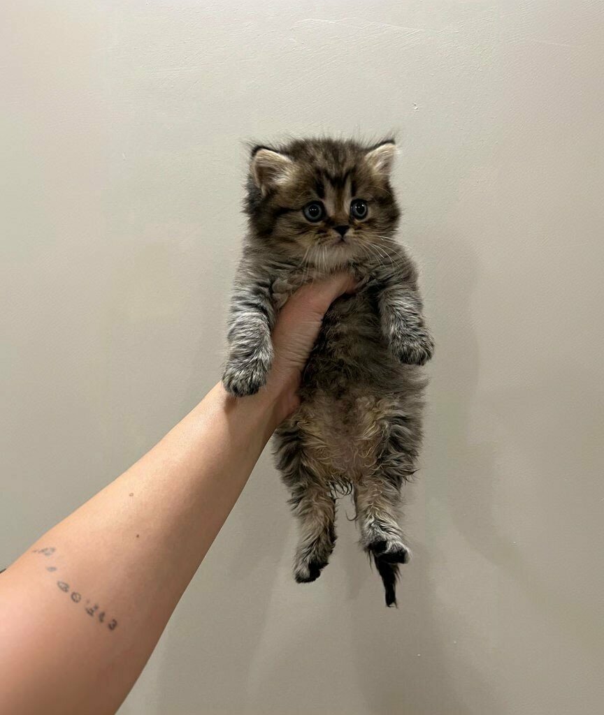 Veteriner klinikleri Altunizade Palak Veteriner Kliniği, İstanbul, foto