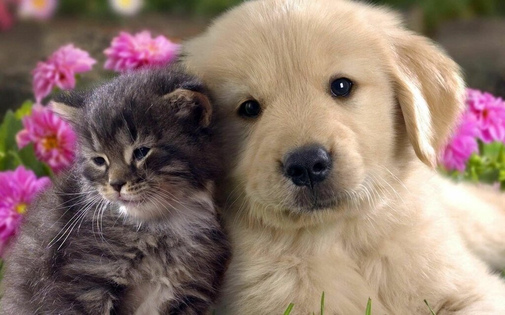 Veteriner klinikleri Ушастик, Moskova, foto