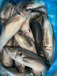 New Fish Market (Abidjan, Treichville, Rue A39), balık ve deniz ürünleri  Abican'dan