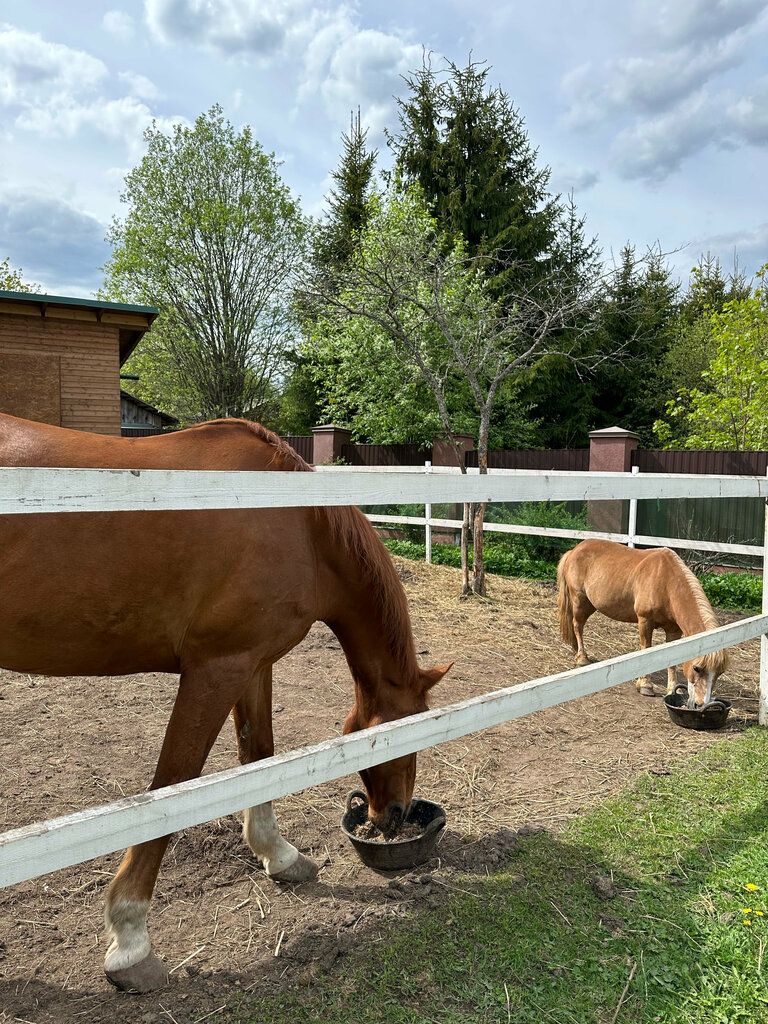 Fidan yetiştiriciliği Fogel. Цветочное ранчо, Saint‑Petersburg ve Leningradskaya oblastı, foto