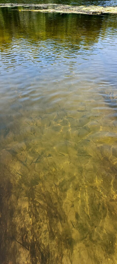 Plaj Пляж, Volgogradskaya oblastı, foto