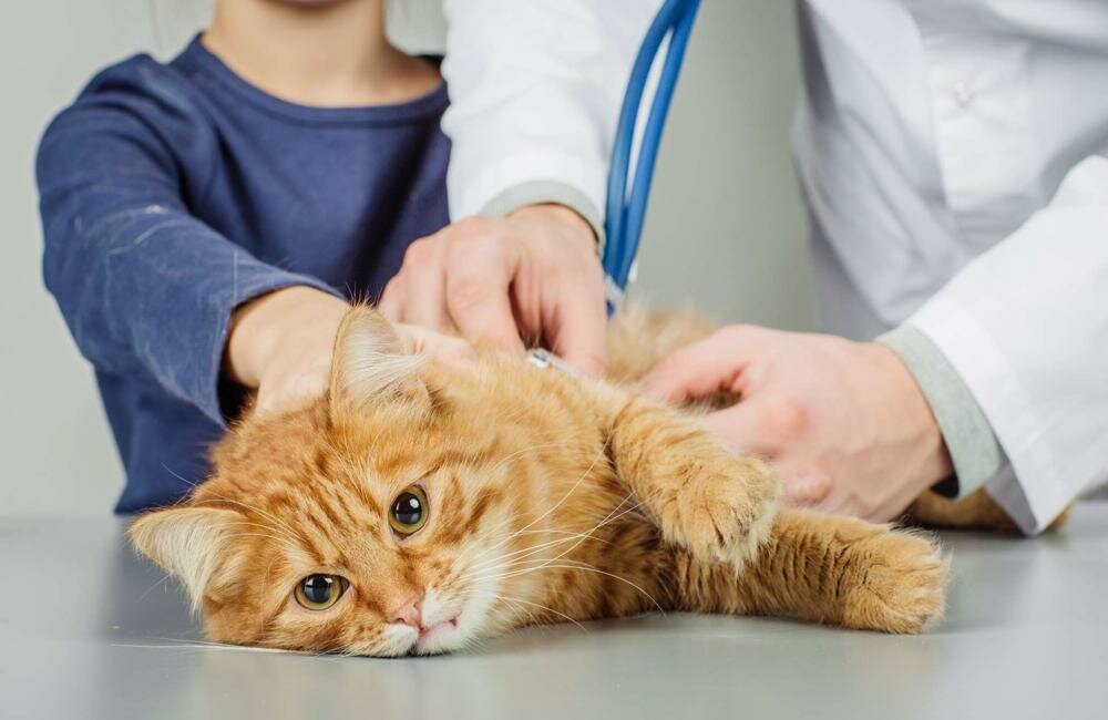Veteriner klinikleri Hvost Spaseniya, Moskova, foto