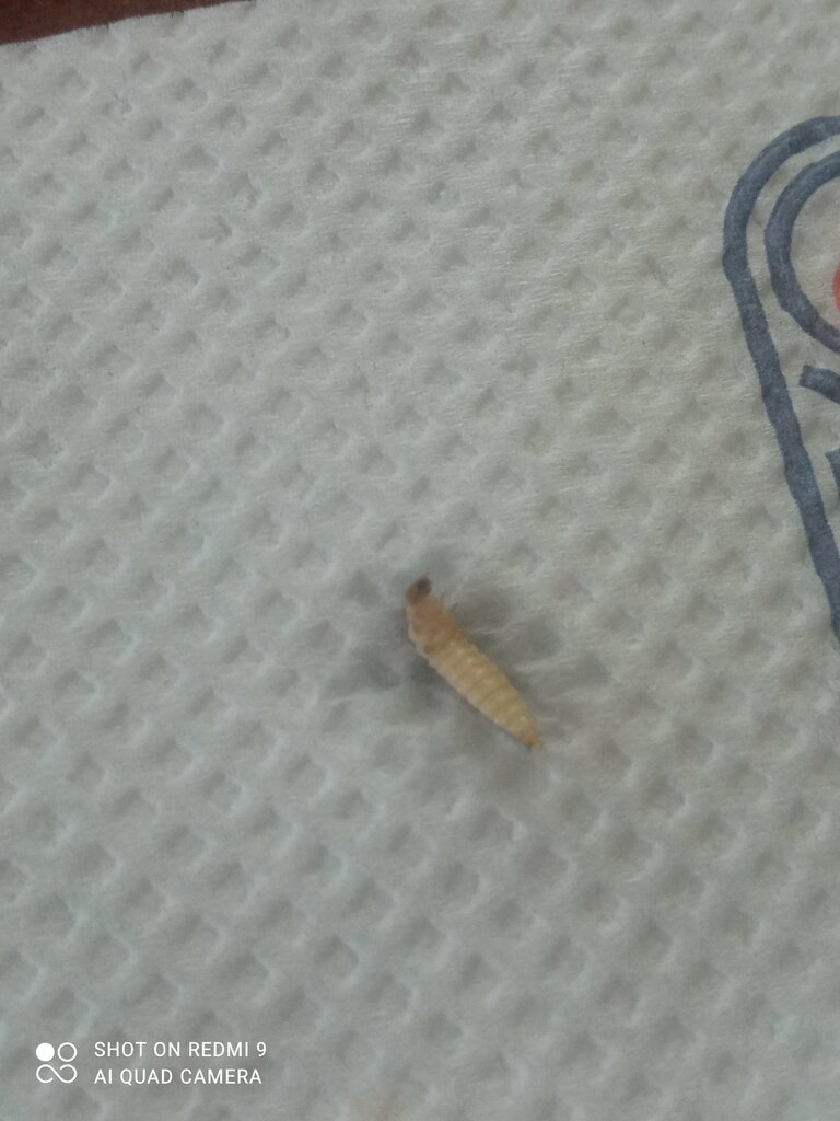 Dondurulmuş gıda firmaları ТД Прайд, Asino, foto