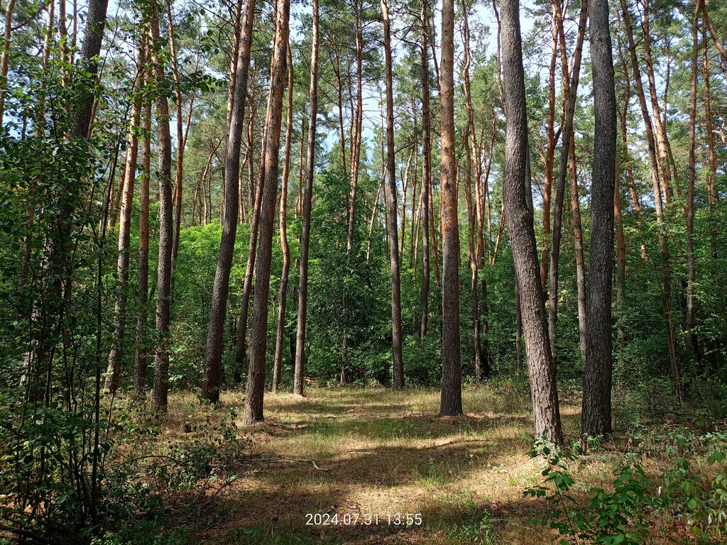 Orman урочище Монашкино, Belgorodskaya oblastı, foto