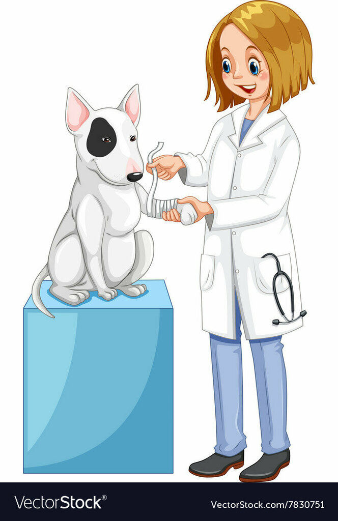 Hayvanlar için cenaze hizmetleri Ushi lapi, Vidnoye, foto