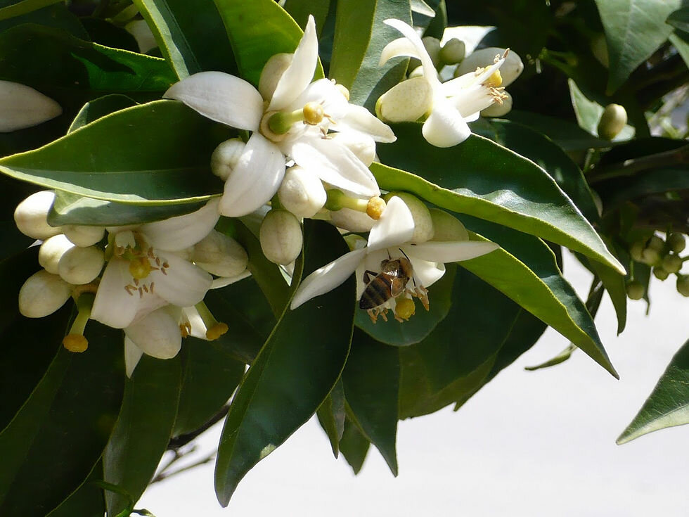 Tarım firmaları Şile Arıcıları Tarımsal Kalkınma Kooperatifi, Şile, foto