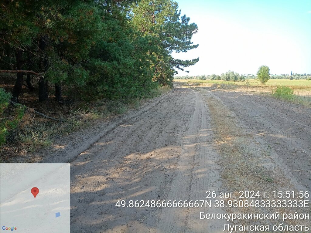 Orman урочище Буденновские сосны-1, Belgorodskaya oblastı, foto