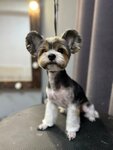 DogBarber (Kuznechnaya ulitsa No:1), evcil hayvan kuaförleri  Blagoveshchensk'ten