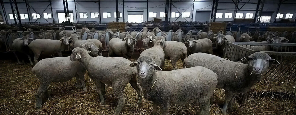 Kasap, şarküteri Yavuz Hayvancılık, Arifiye, foto