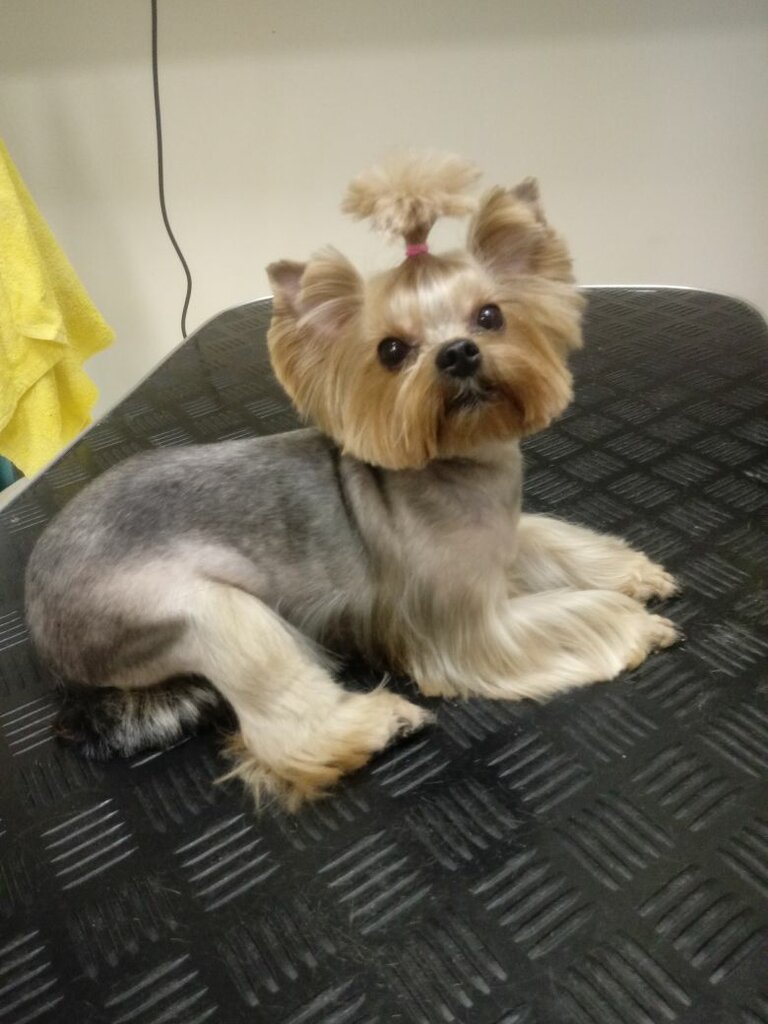 Evcil hayvan kuaförleri Зоосалон Дружок, Sergiyev Posad, foto