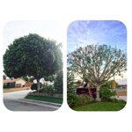 Ortega's Jr Tree Service (California, Riverside County, Corona), bahçe ekipmanları ve teknolojileri  Corona'dan