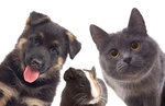 Olivieri Dr. ssa Roberta Veterinaria (Via Fiume No:17), veteriner klinikleri  Cattolica'dan