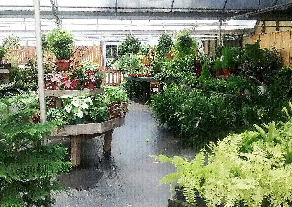 Sera ve bahçe ürünleri King's Greenhouse, Kuzey Carolina Eyaleti, foto
