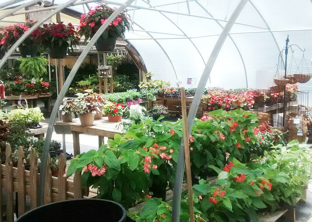Sera ve bahçe ürünleri King's Greenhouse, Kuzey Carolina Eyaleti, foto