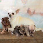 Allevamento amatoriale Chihuahua Diamanti Di Eldorado (Piedmont, Provincia di Torino, Collegno, Via Giuseppe di Vittorio, 11), evcil hayvan yetiştiricileri  Torino'dan