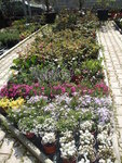 Colagiovanni Garden (Molise, Campobasso), peyzaj tasarımı  Molise'den