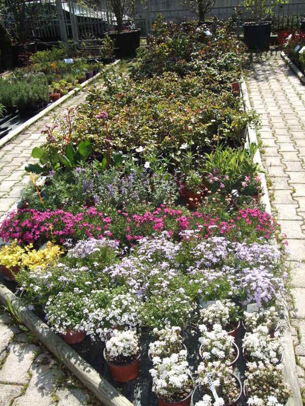 Peyzaj tasarımı Colagiovanni Garden, Molise, foto
