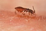 Pec Ecological Pest Control (Via Imera No:229, Agrigento), kimyasal üretim firmaları  Agrigento'dan