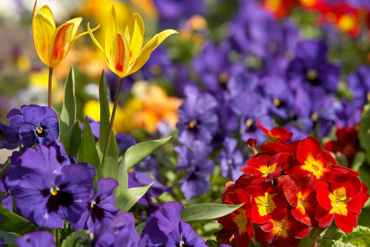 Çiçek teslimatı Pleasant Nursery Inc, Springfield, foto