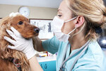 Ambulatorio Veterinario Tudini Dott. ssa Monica (Via Michelino No:45, Calderara di Reno), petshop  Bologna'dan