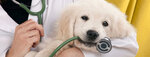 Ambulatorio Veterinario di Stefano Fattori (Via Donatello No:83, Rome), veteriner klinikleri  Roma'dan