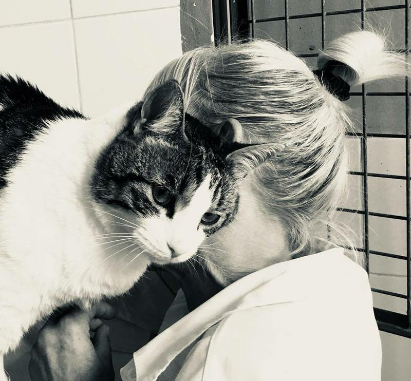 Veteriner klinikleri Ambulatorio Veterinario San Lorenzo, Umbria, foto
