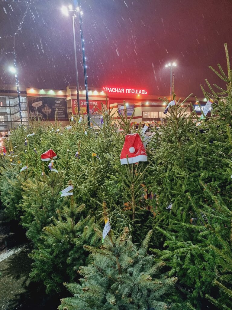 Çam ağacı pazarı Xmas tree market, Krasnodar, foto