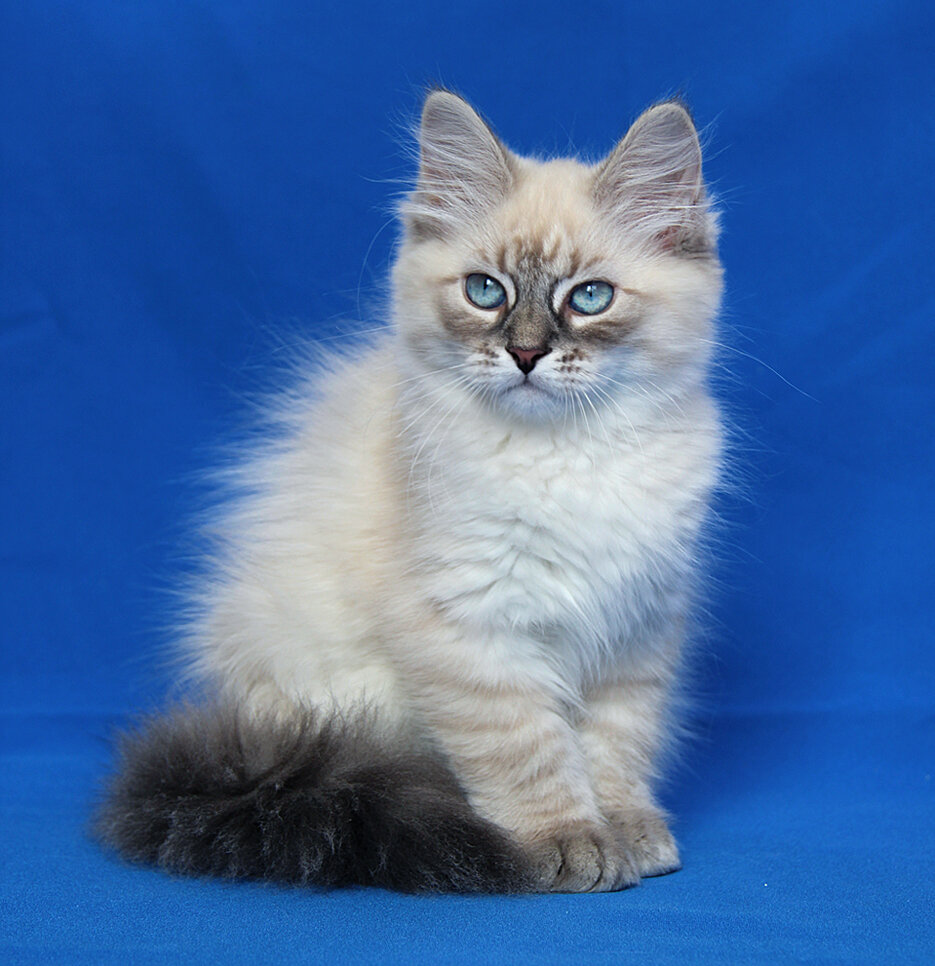 Evcil hayvan yetiştiricileri Znatniy Zver, Çeliabinsk, foto