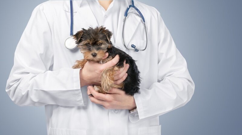 Veteriner klinikleri Ambulatorio Veterinario Dr. Paolo Persico, Dünya, foto