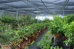 Azienda Agricola Ricotti (Liguria, province of Genoa, Sestri Levante, Via Villa Carmelo, 2), sera ve bahçe ürünleri  Ligurya'dan