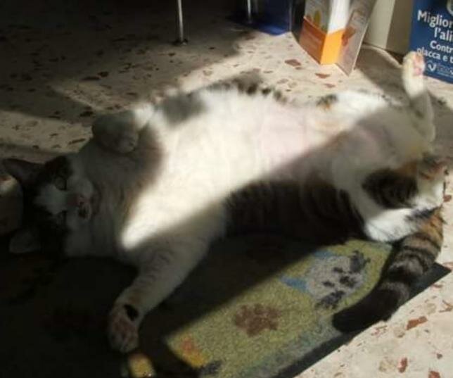 Veteriner klinikleri Ambulatorio Veterinario Castorina, Sicilya, foto