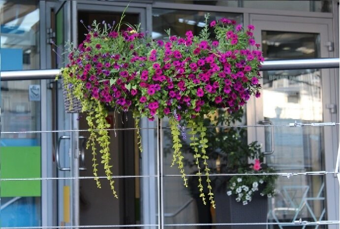 Çevre peyzaj hizmetleri Office-flora.ru, Saint‑Petersburg, foto