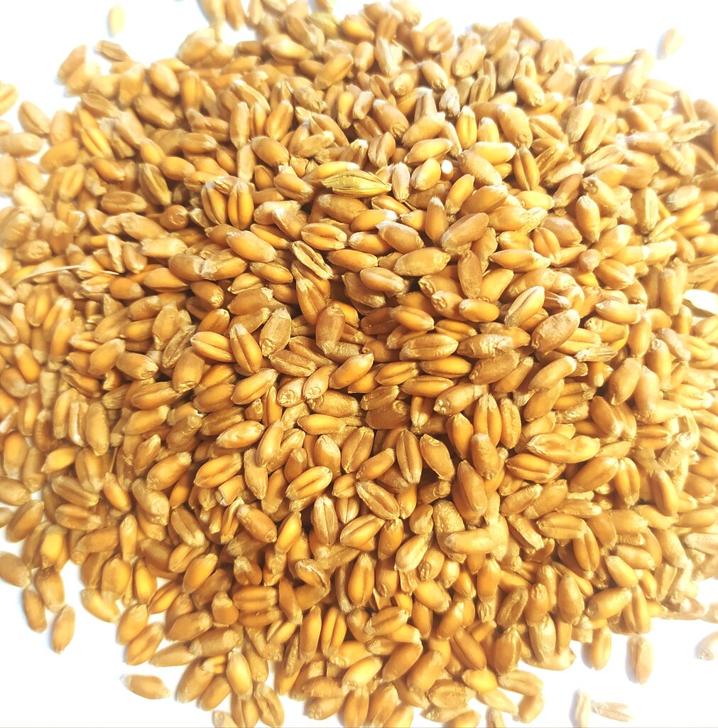 Yem ve yem katkı maddeleri Kormach, Saint‑Petersburg ve Leningradskaya oblastı, foto