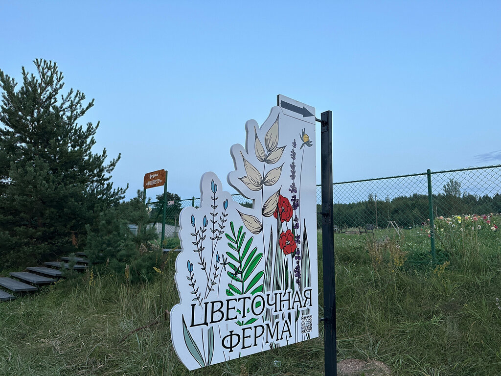Çiçek pazarı Cut-flower Farm In Bloom, Pskovskaya oblastı, foto