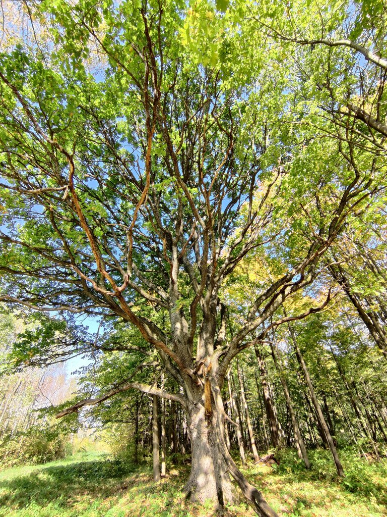 Doğa Дуб, Kalujskaya oblastı, foto