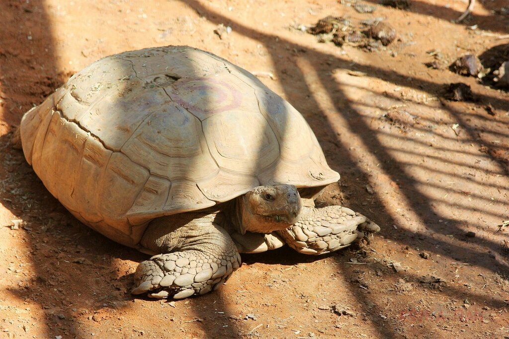 Müzeler ve sanat galerileri متحف السودان للتاريخ الطبيعي, Hartum, foto